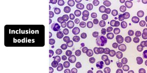Biomolecule - Definition, Types, Structure, Examples, Significance ...
