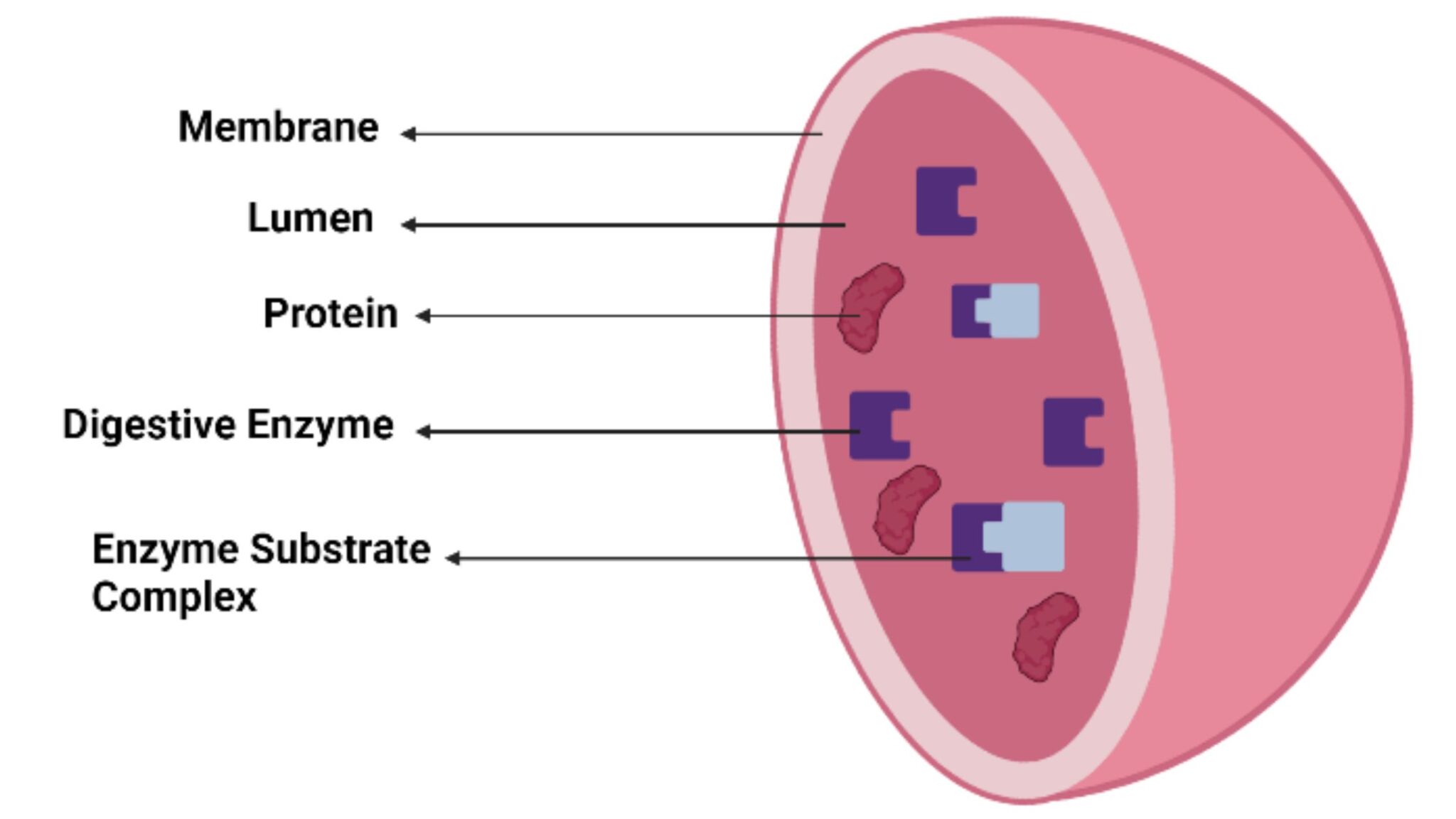 Human Cell Structure and Functions - Biology Notes Online