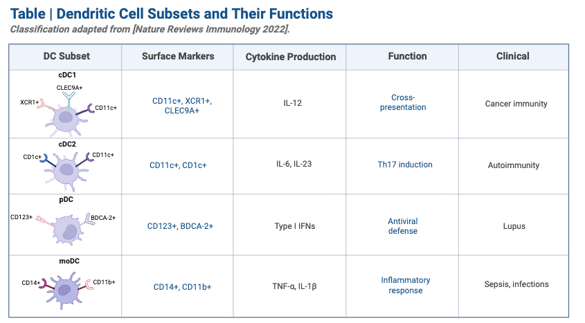 Dendritic cell - Definition, Location, Structure, Types, Functions ...