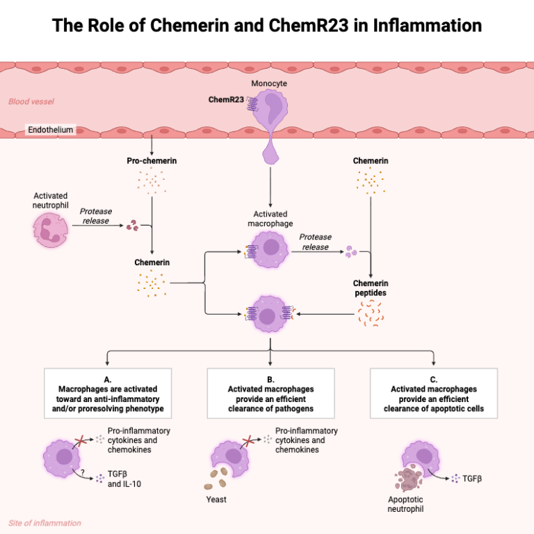 Inflammation - Definition, Types, Causes, Mechanism - Biology Notes Online