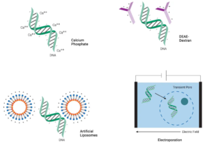 Transfection - Definition, Types, Principle, Applications - Biology ...