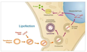 Transfection - Definition, Types, Principle, Applications - Biology ...