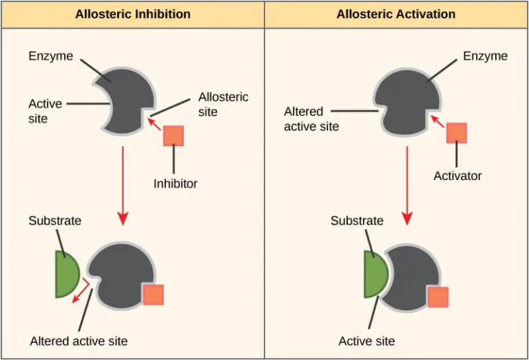 Enzyme Inhibition - Definition, Types, Mechanism, Examples - Biology ...