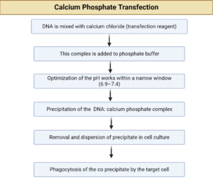 Transfection - Definition, Types, Principle, Applications - Biology ...