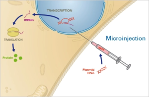 Transfection - Definition, Types, Principle, Applications - Biology ...