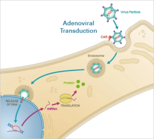 Transfection - Definition, Types, Principle, Applications - Biology ...