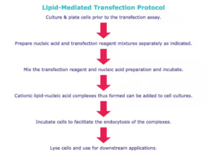 Transfection - Definition, Types, Principle, Applications - Biology ...