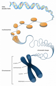 Chromosome - Definition, Function, Structure, Types - Biology Notes Online