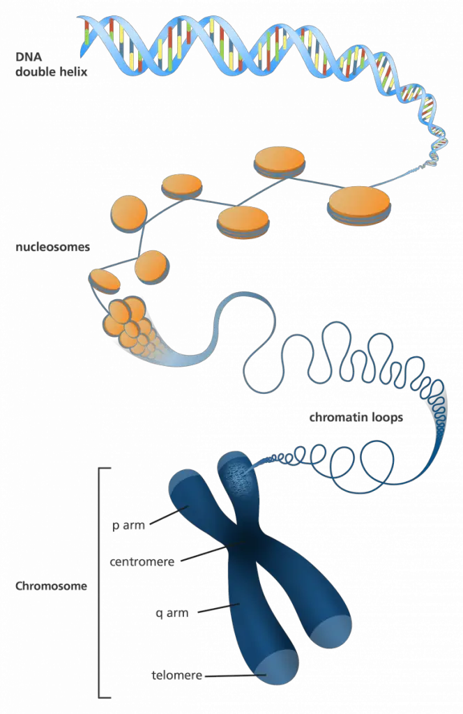 Eukaryotic Chromosome Structure Chromatin Chromatid Dna Chromatin Is