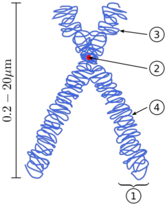 Chromosome - Definition, Function, Structure, Types - Biology Notes Online