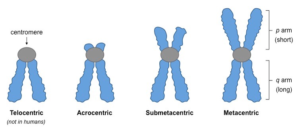 Chromosome - Definition, Function, Structure, Types - Biology Notes Online