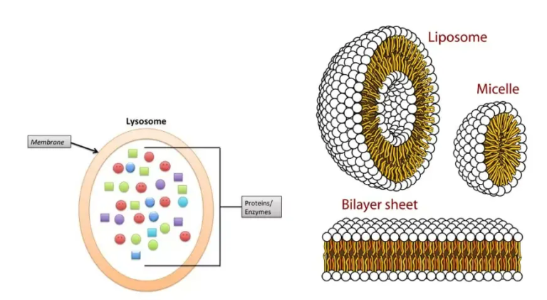 Lysosome - Definition, Structure, Functions, Types - Biology Notes Online
