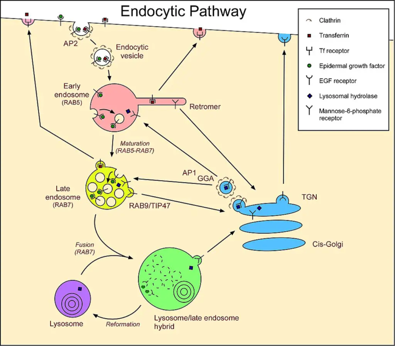 Lysosome - Definition, Structure, Functions, Types - Biology Notes Online