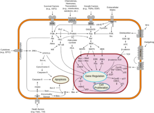 Signal Transduction Pathway - Definition, Types, Functions, Examples ...