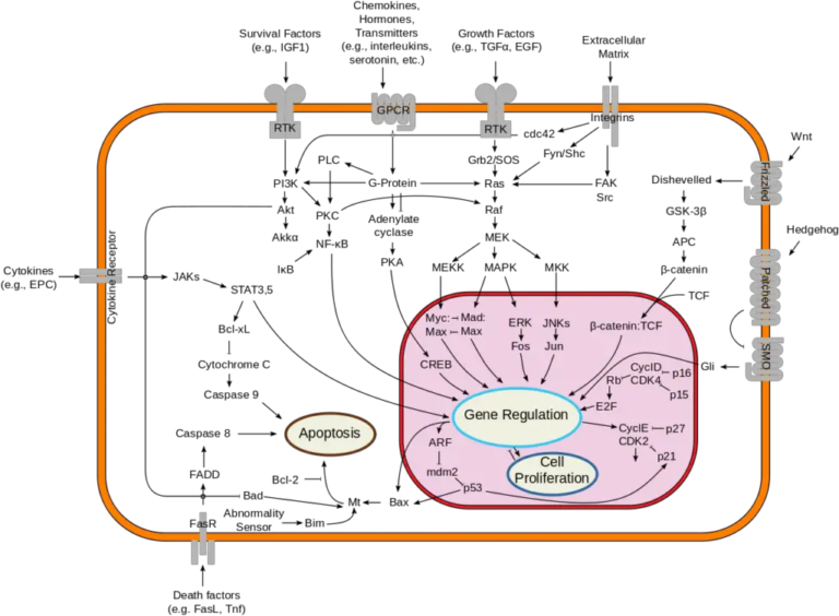Signal Transduction Pathway - Definition, Types, Functions, Examples ...