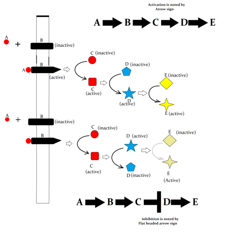 Signal Transduction Pathway - Definition, Types, Functions, Examples ...