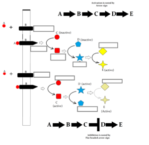 Signal Transduction Pathway - Definition, Types, Functions, Examples ...
