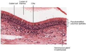 Pseudostratified Columnar Epithelium - Definition, Structure, Function ...