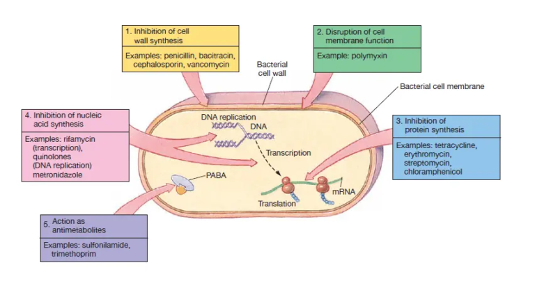 Antimicrobial Agent and Chemotherapy - Biology Notes Online