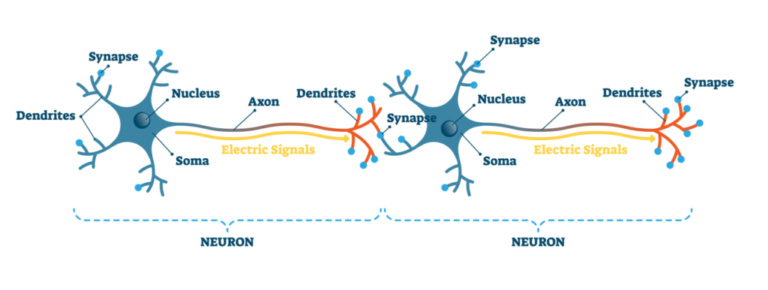 Neuron - Definition, Structure, Types, Functions - Biology Notes Online