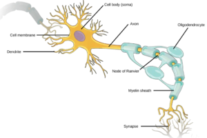 Neuron - Definition, Structure, Types, Functions - Biology Notes Online