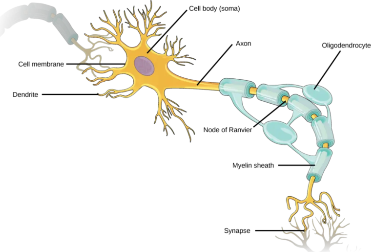 Neuron - Definition, Structure, Types, Functions - Biology Notes Online