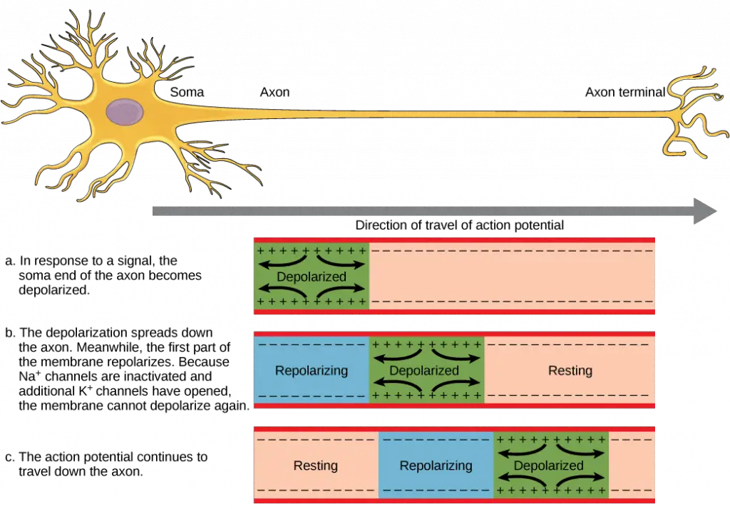 Axons Definition Bipolar Neuron Wikipedia