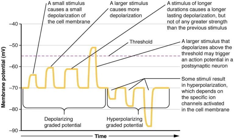 Neuron - Definition, Structure, Types, Functions - Biology Notes Online