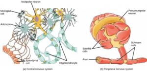 Neuron - Definition, Structure, Types, Functions - Biology Notes Online
