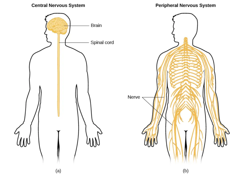 Nervous System - Definition, Parts, Functions - Biology Notes Online