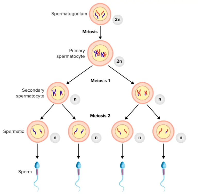 Gametogenesis - Definition, Types, Steps - Biology Notes Online