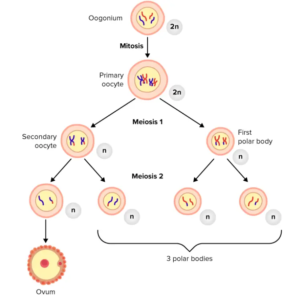 Gametogenesis - Definition, Types, Steps - Biology Notes Online