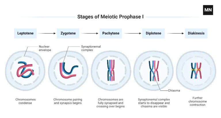 Meiosis - Definition, Types, Steps, Importance, Examples - Biology ...