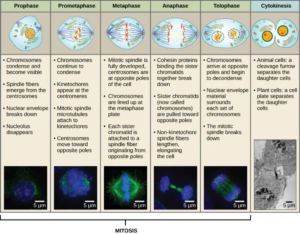 Cell Cycle - Definition, Phases, Checkpoints, Regulation - Biology ...