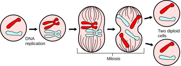 Mitosis - Definition, Phases, Significance, Functions - Biology Notes ...