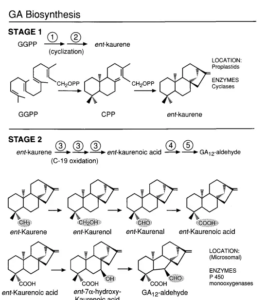Gibberellin - Definition, Structure, Biosynthesis, Functions, Uses ...