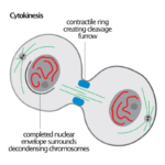 Cytokinesis - Definition and Process In animal and Plant Cells ...