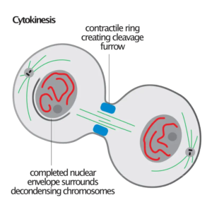Cytokinesis - Definition and Process In animal and Plant Cells ...