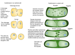 Cytokinesis - Definition and Process In animal and Plant Cells ...