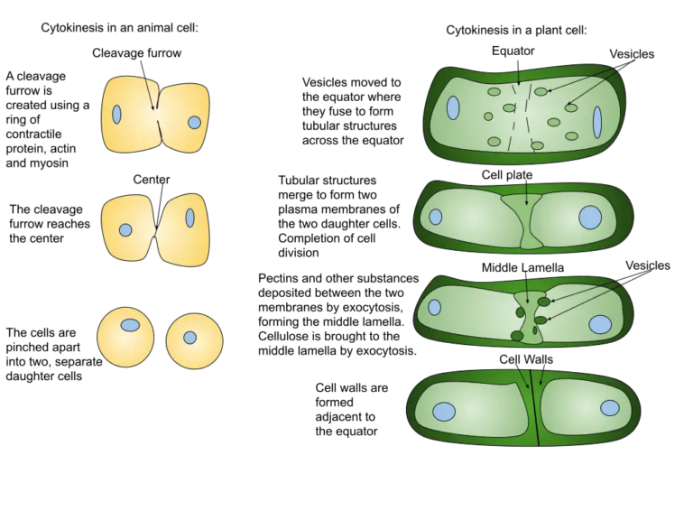 Cytokinesis - Definition and Process In animal and Plant Cells ...