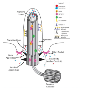 Cilia - Definition, Structure, Types, Function - Biology Notes Online