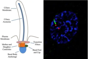 Cilia - Definition, Structure, Types, Function - Biology Notes Online