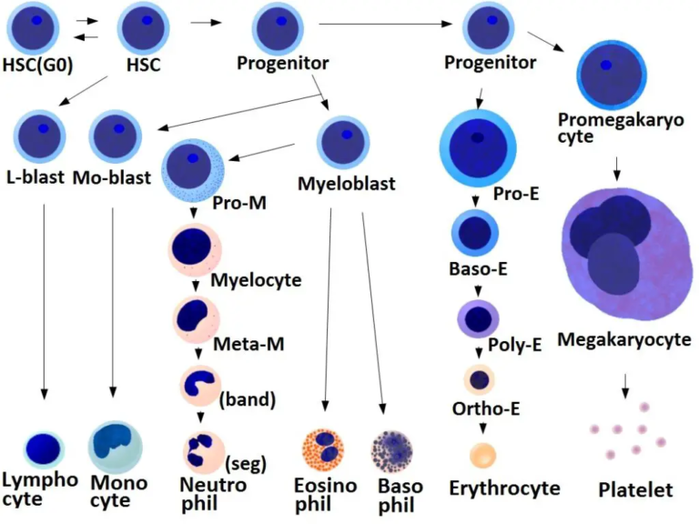 Platelets (Thrombocytes) - Definition, Structure, Function - Biology ...
