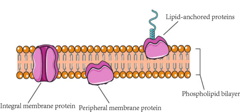 Membrane Proteins - Definition, Types, Functions - Biology Notes Online