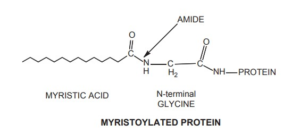 Membrane Proteins - Definition, Types, Functions - Biology Notes Online
