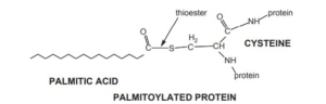 Membrane Proteins - Definition, Types, Functions - Biology Notes Online