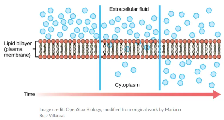 Passive Transport - Definition, Types, Examples - Biology Notes Online