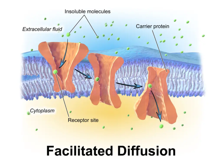 Facilitated Diffusion - Definition, Principle, Examples - Biology Notes ...