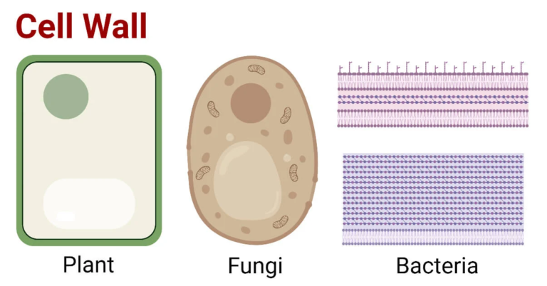 Cell Organelles - Structure, Functions, Diagram - Biology Notes Online