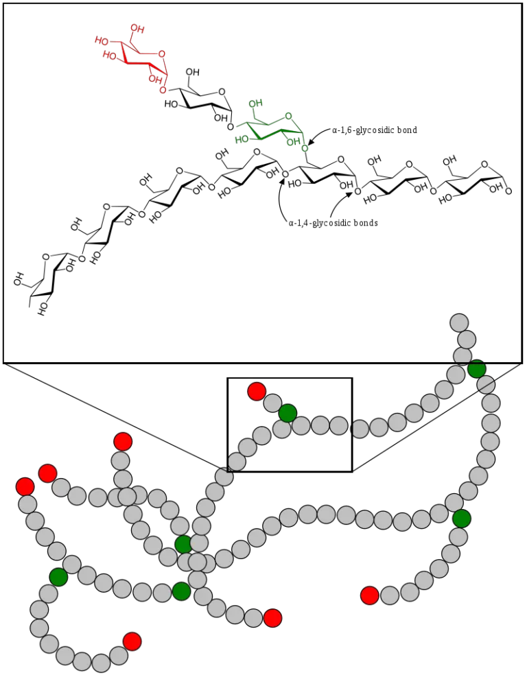 Glycogen - Structure, Functions, Examples - Biology Notes Online